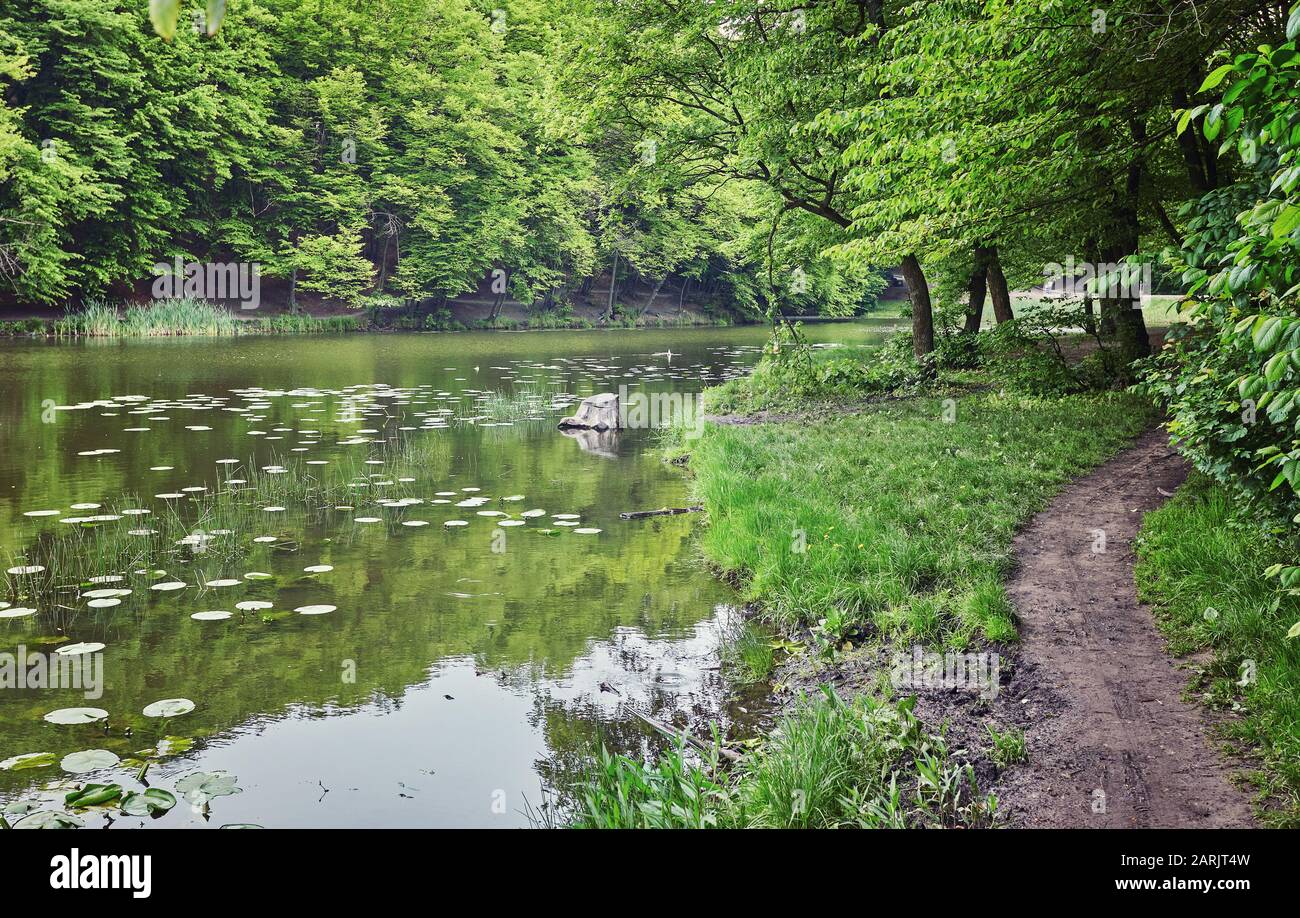 Forest. Green tree in the wood. Nature ourdoor environment. Landscape ...