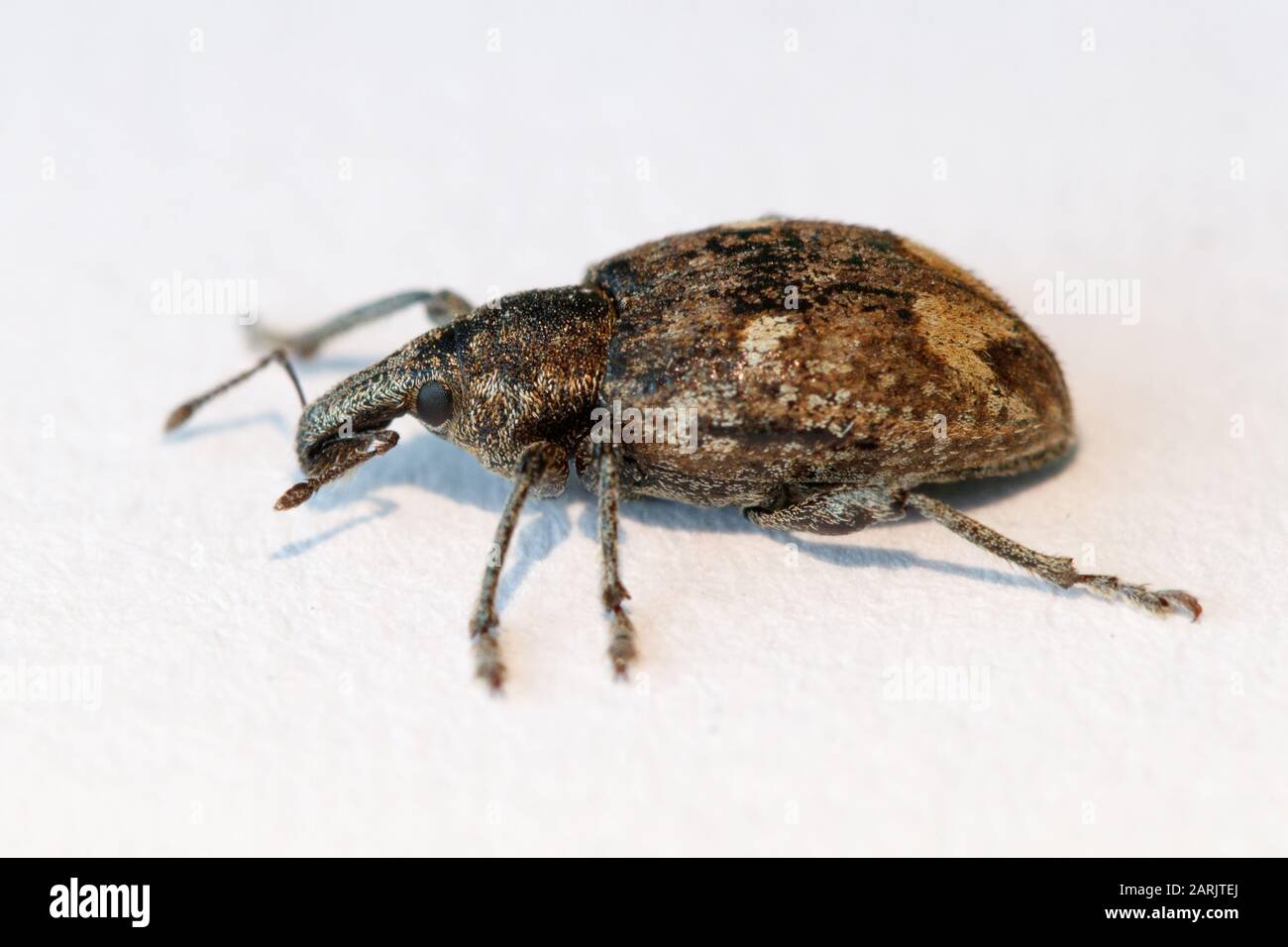 Phyllobius pyri Common Leaf Weevil Stock Photo - Alamy