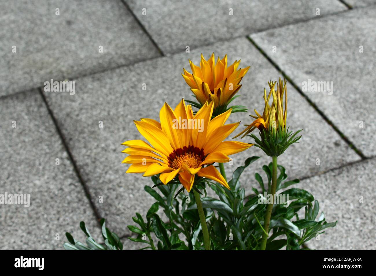 The picture shows a treasure flower in the garden Stock Photo - Alamy