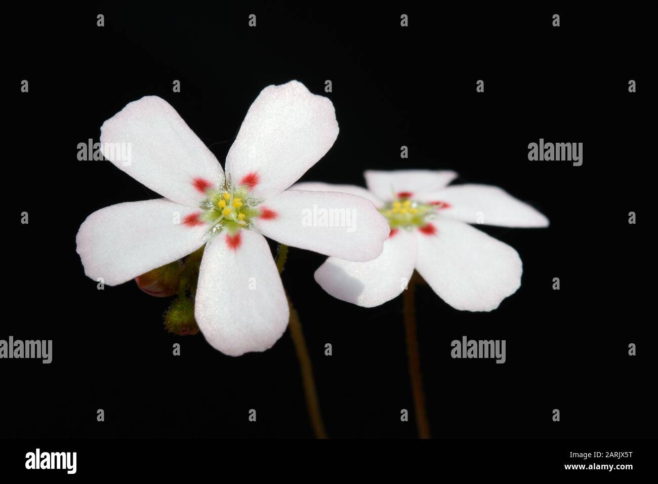 Helodes hi-res stock photography and images - Alamy