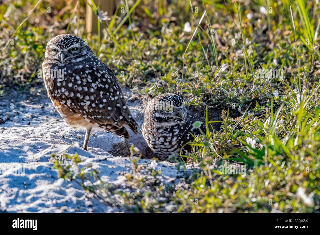 Pair of burrowing owls near their burrow Stock Photo - Alamy