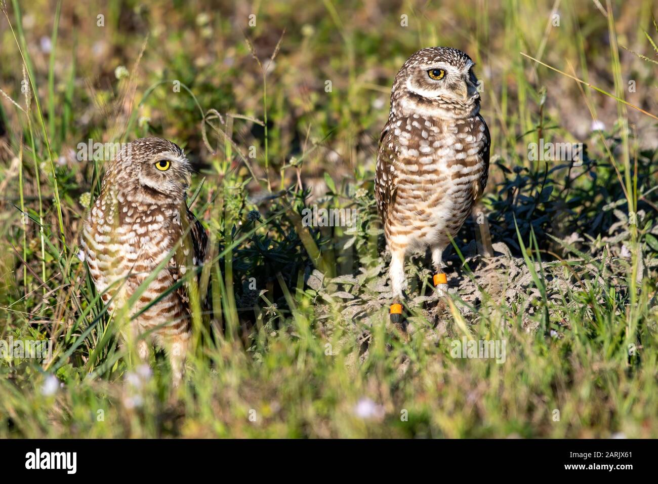 Pair of burrowing owls near their burrow Stock Photo - Alamy