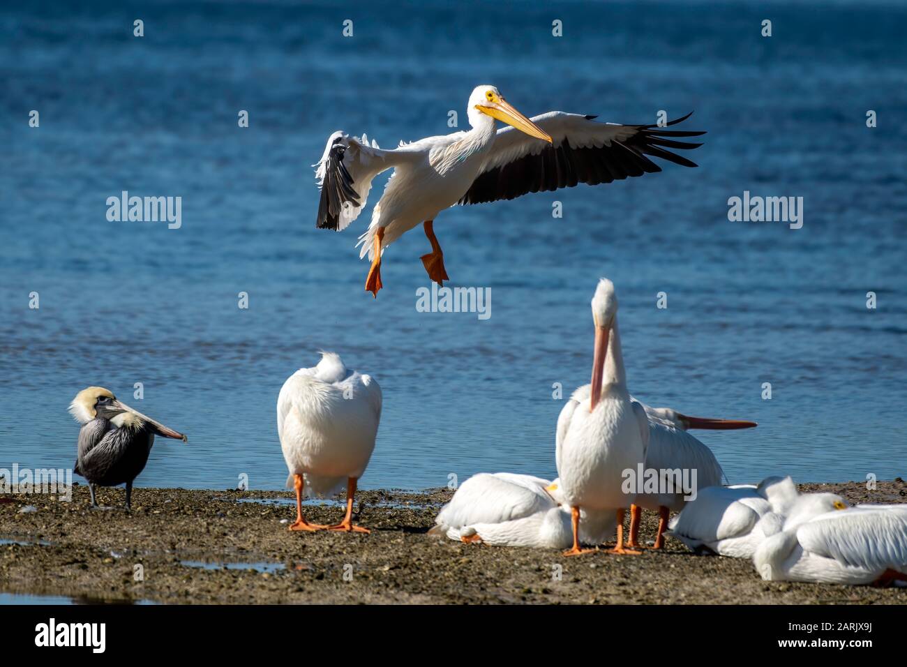 Sandbar birds hi-res stock photography and images - Alamy
