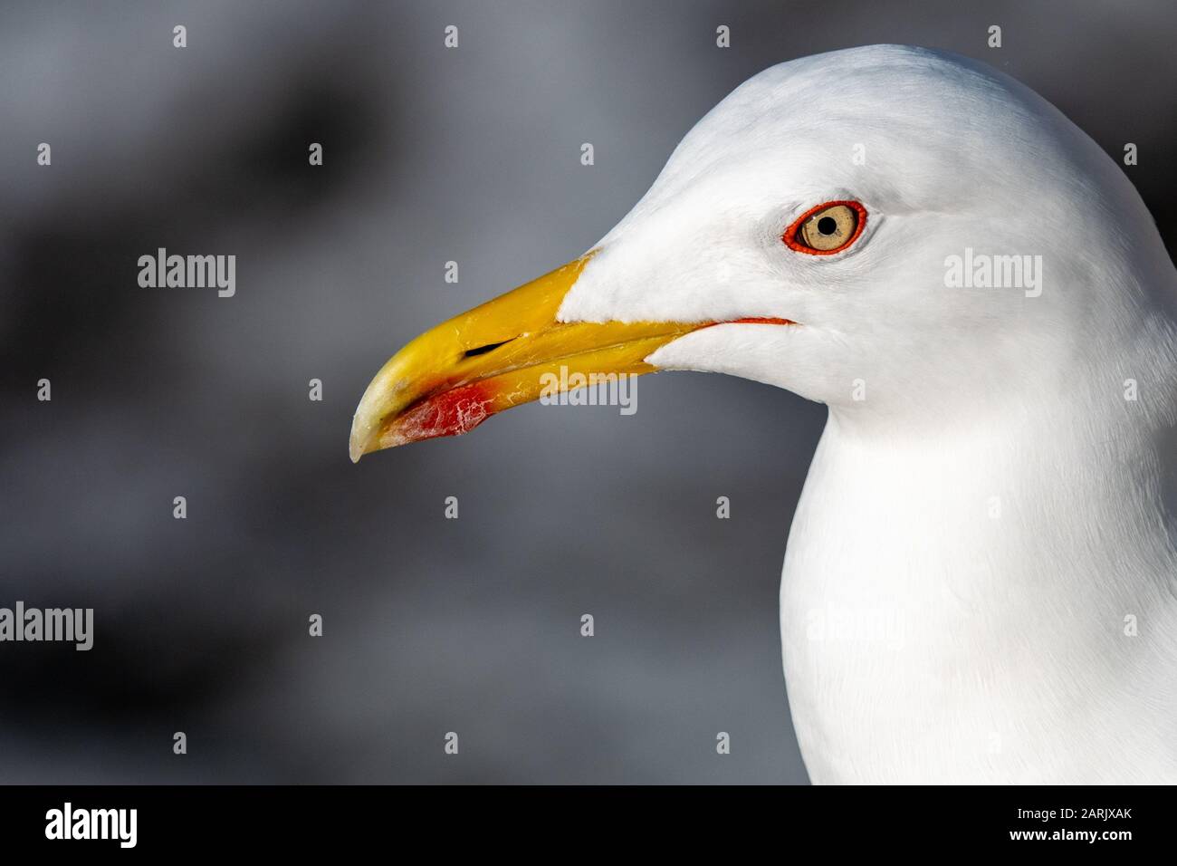 Yellow tip beak hi-res stock photography and images - Alamy
