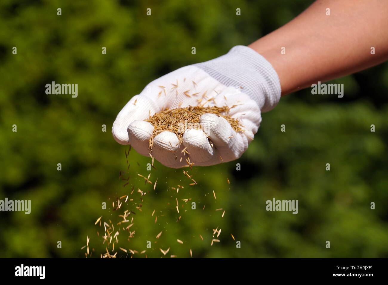 Sowing grain. A female gloved hand sowing grass seeds Stock Photo - Alamy