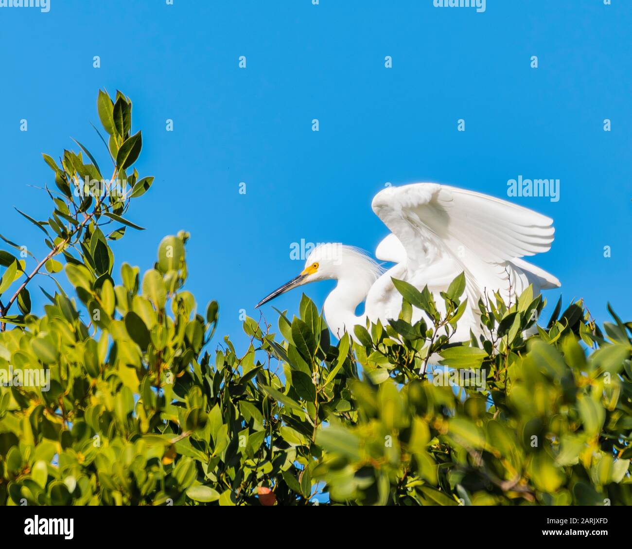 Egret in tree closeup hi-res stock photography and images - Alamy