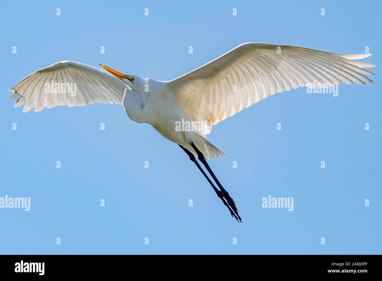 Great white egret face hi-res stock photography and images - Alamy