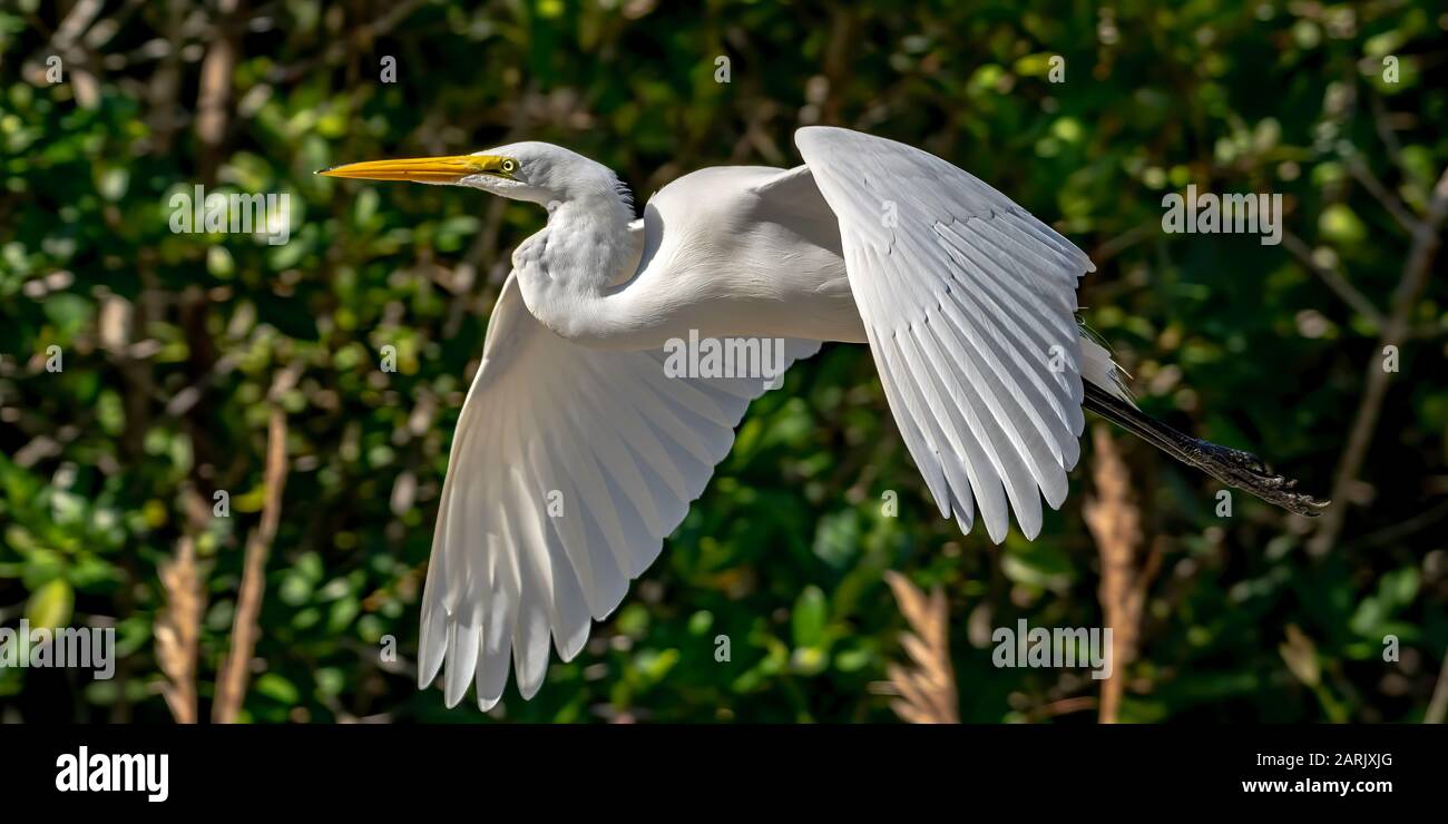 Great egret flying with a beautiful green leafy background Stock Photo ...