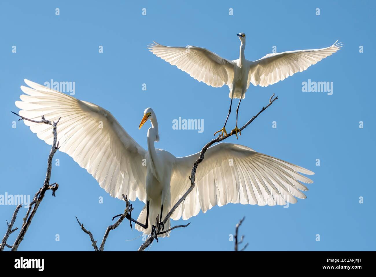 Great egret and snowy egret leave their perch with wings spread wide ...