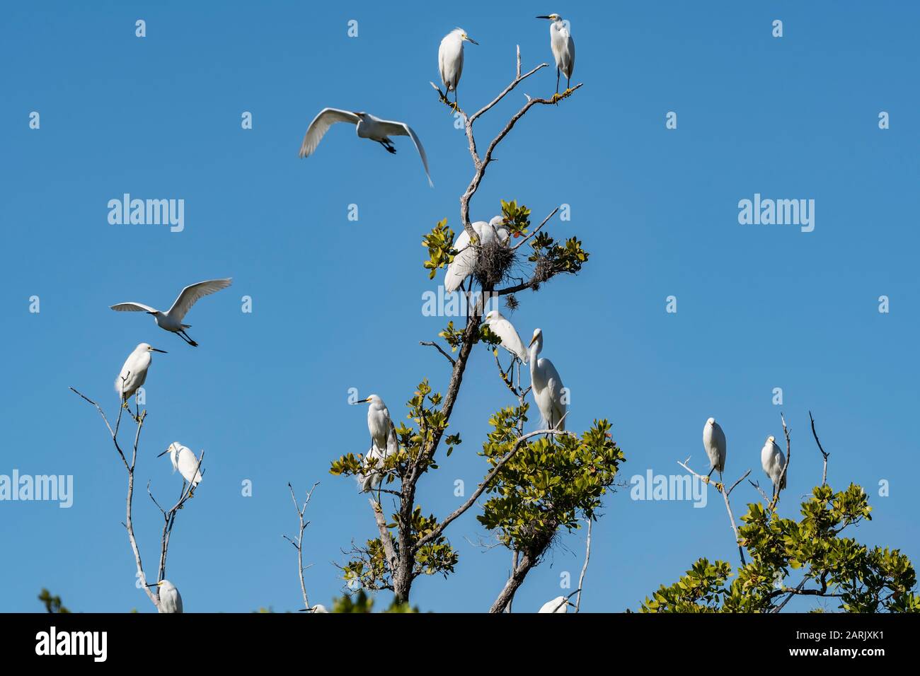 Beautiful Egrets High Resolution Stock Photography and Images - Alamy