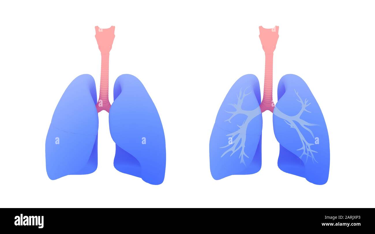 3d illustration of the lungs and lungs and bronchi. Image in modern ...
