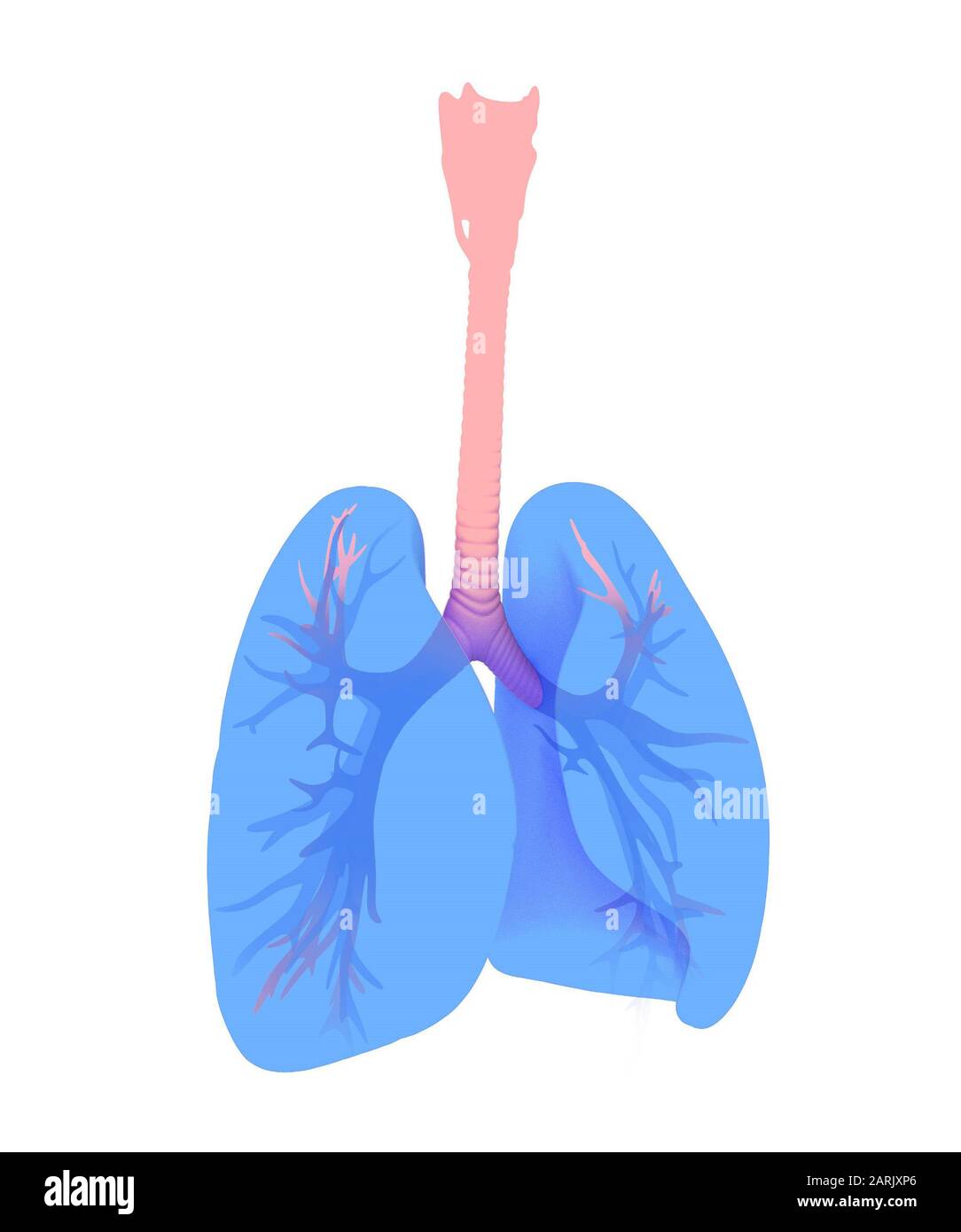 3d illustration of the lungs and lungs and bronchi. Mixed graphic style ...