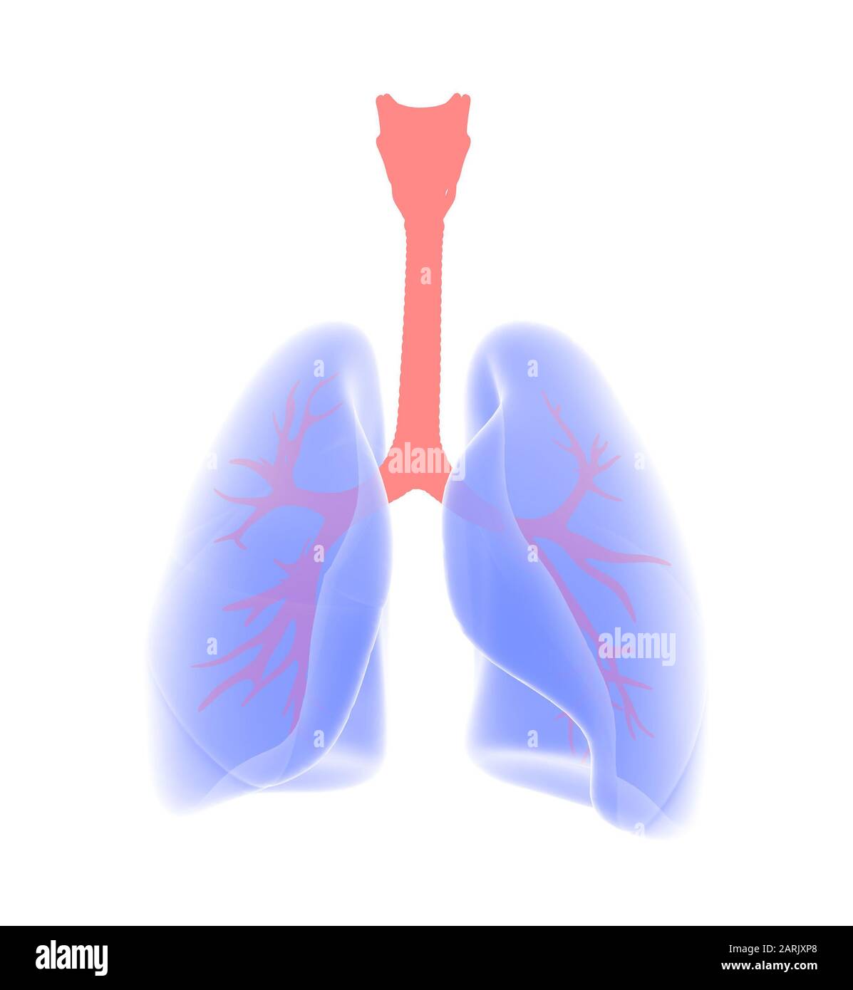 3d illustration of the lungs and lungs and bronchi. Mixed graphic style ...