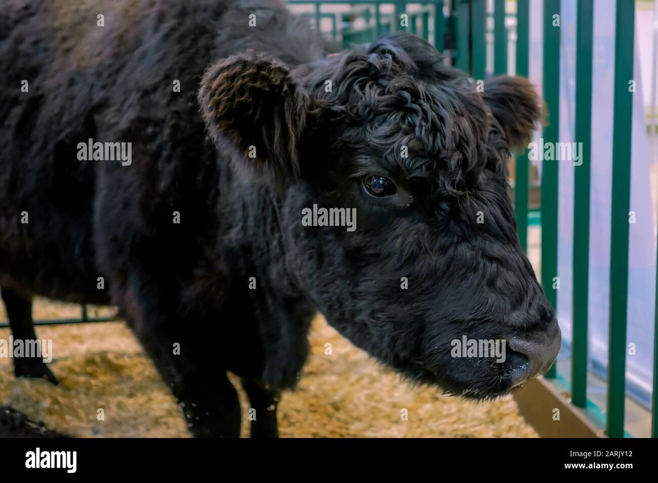 Animal cow bull show hi-res stock photography and images - Alamy