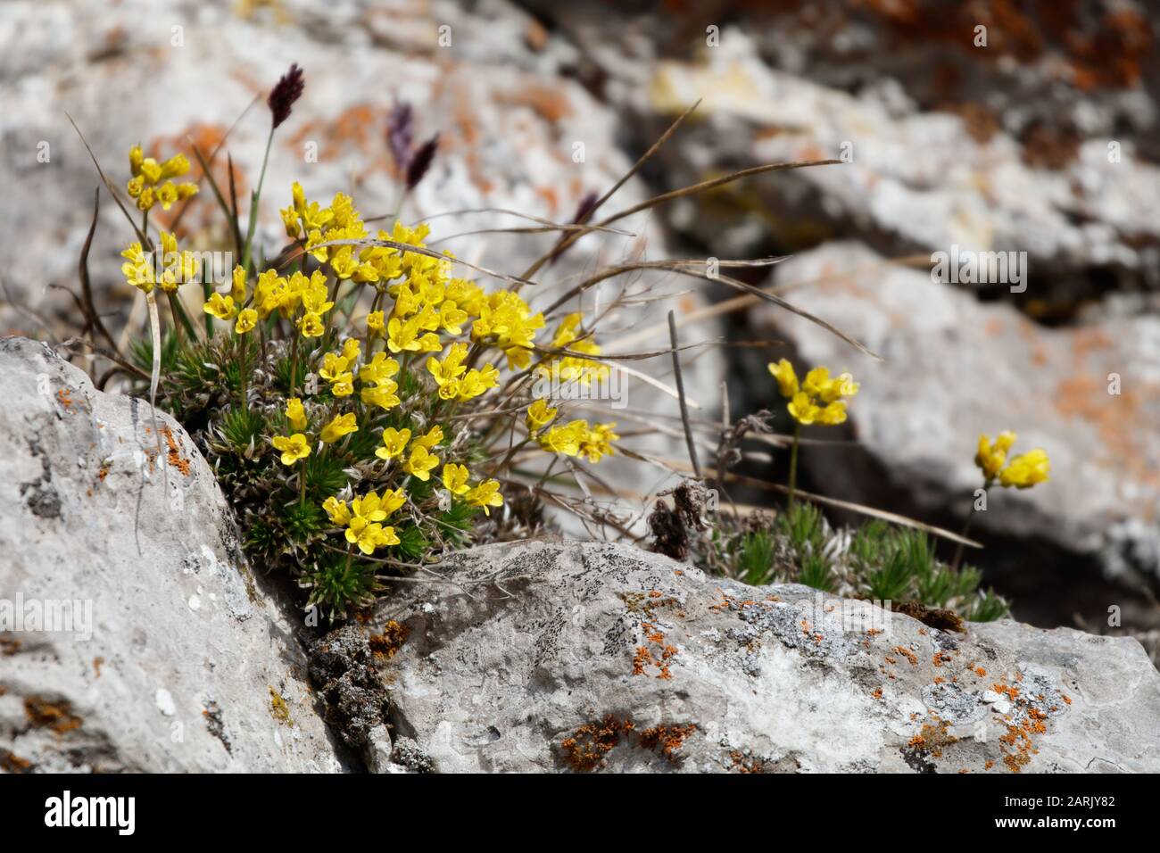 Draba azioides hi-res stock photography and images - Alamy
