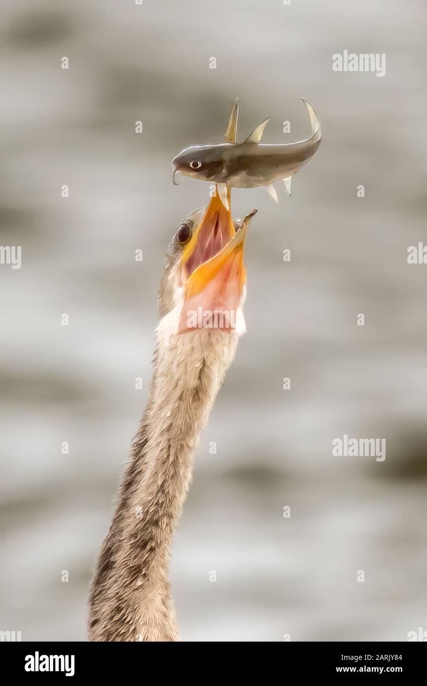 Snake eating bird hi-res stock photography and images - Alamy