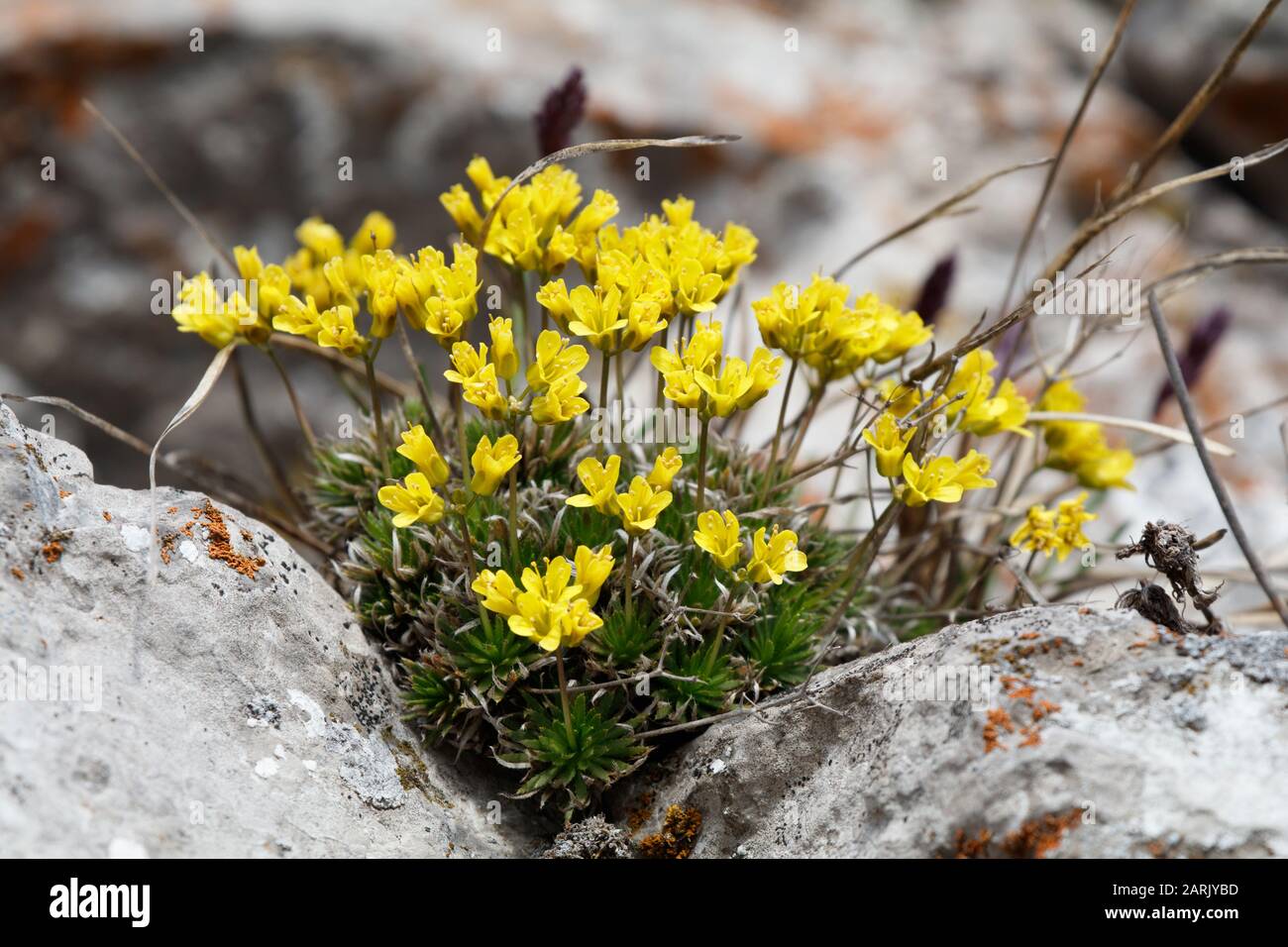 Draba aizoides Yellow Whitlow-Grass in Velka Fatra National Park ...
