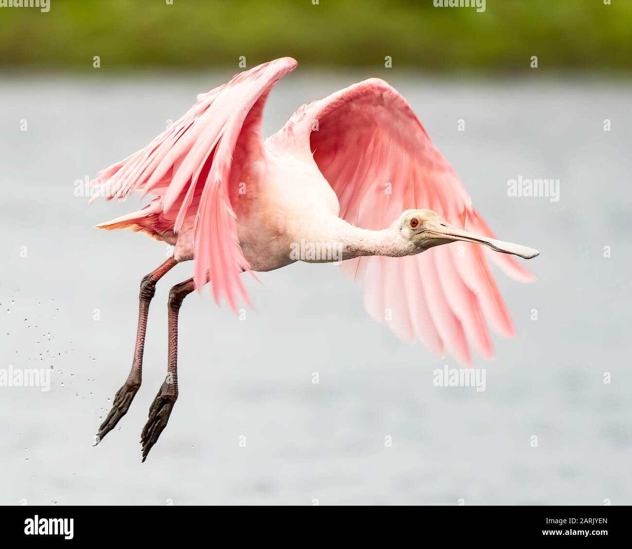 Roseate Spoonbill with spread wings taking off out of a lake Stock ...