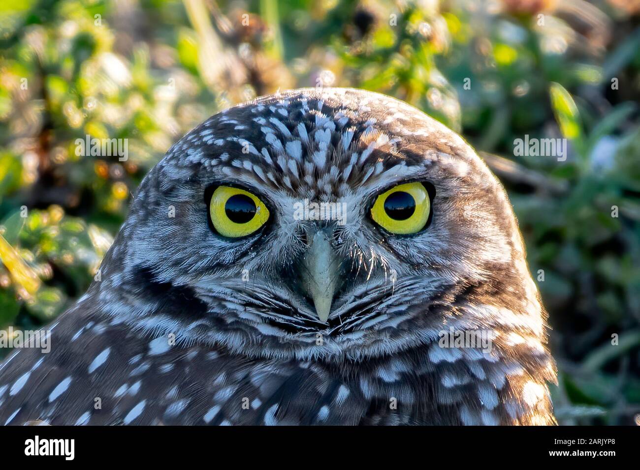 Wide eye stare of a burrowing owl Stock Photo - Alamy