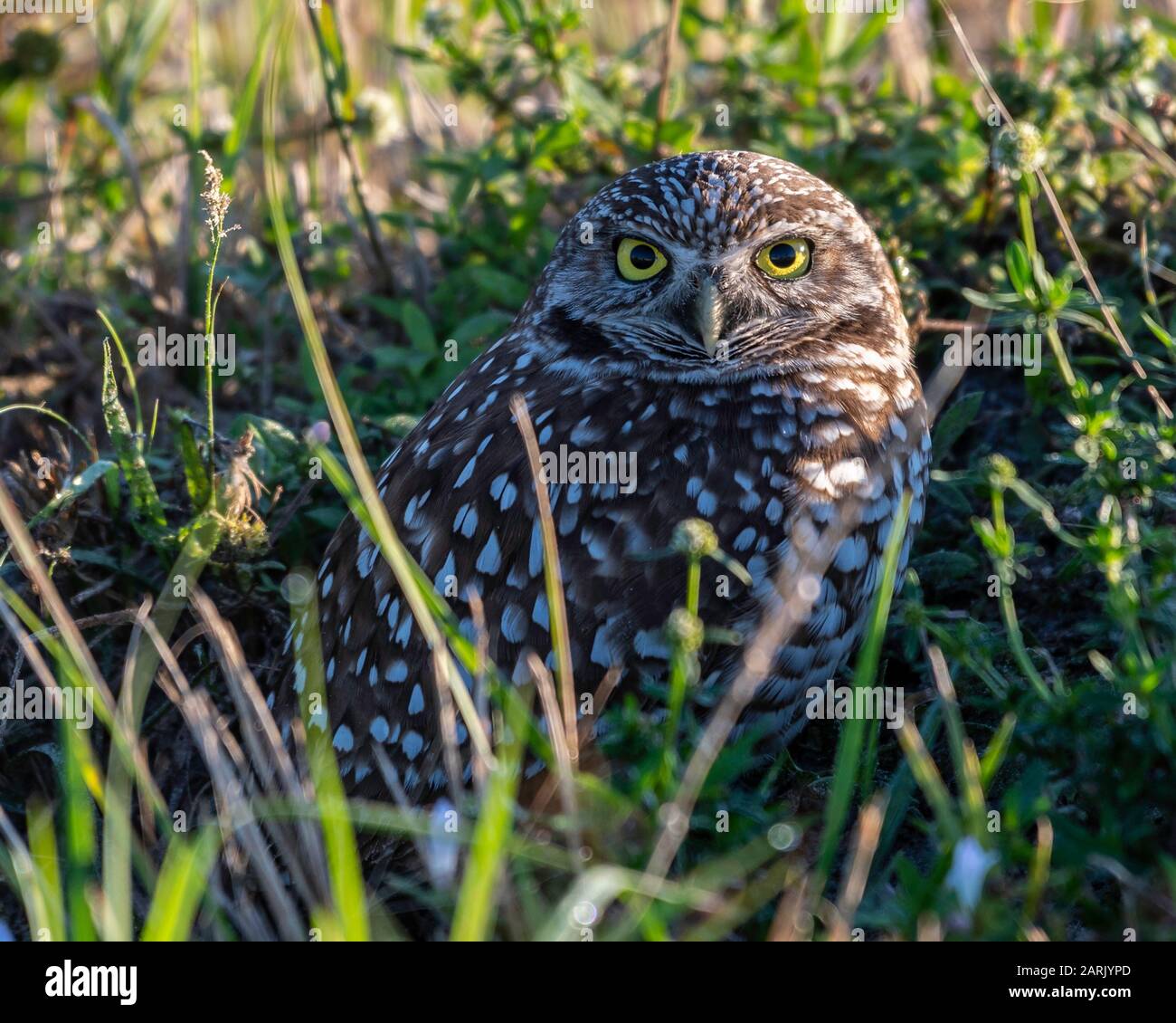 Wide eye stare of a burrowing owl Stock Photo - Alamy