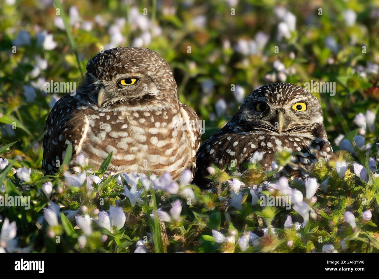 Pair of burrowing owls near their burrow Stock Photo - Alamy