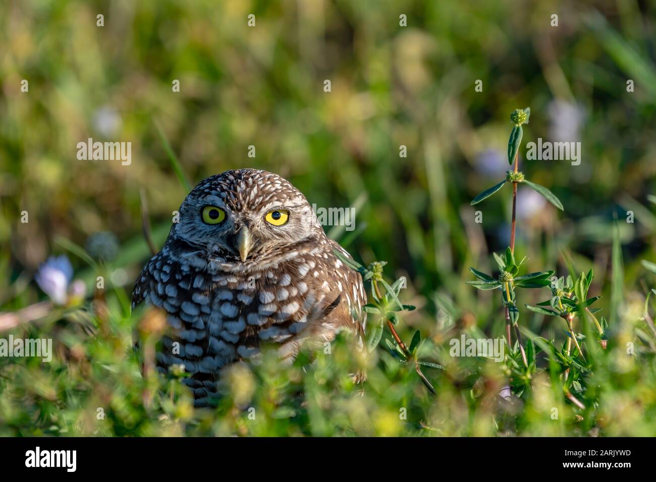 Wide eye stare of a burrowing owl Stock Photo - Alamy