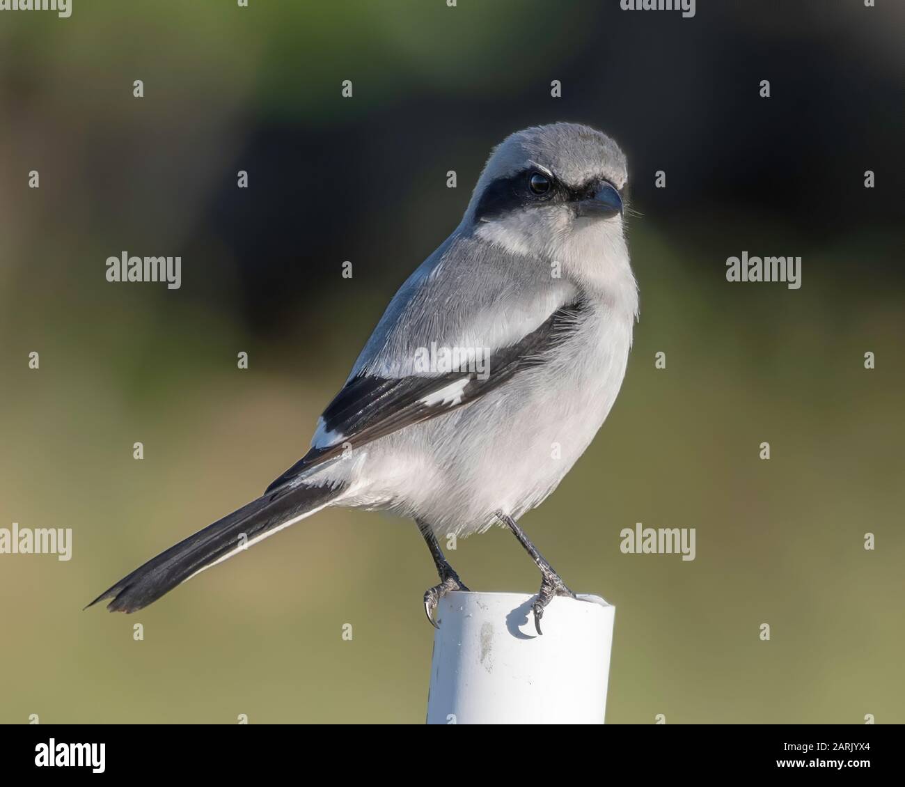 Loggerhead shrike perched with a green background - close up Stock ...
