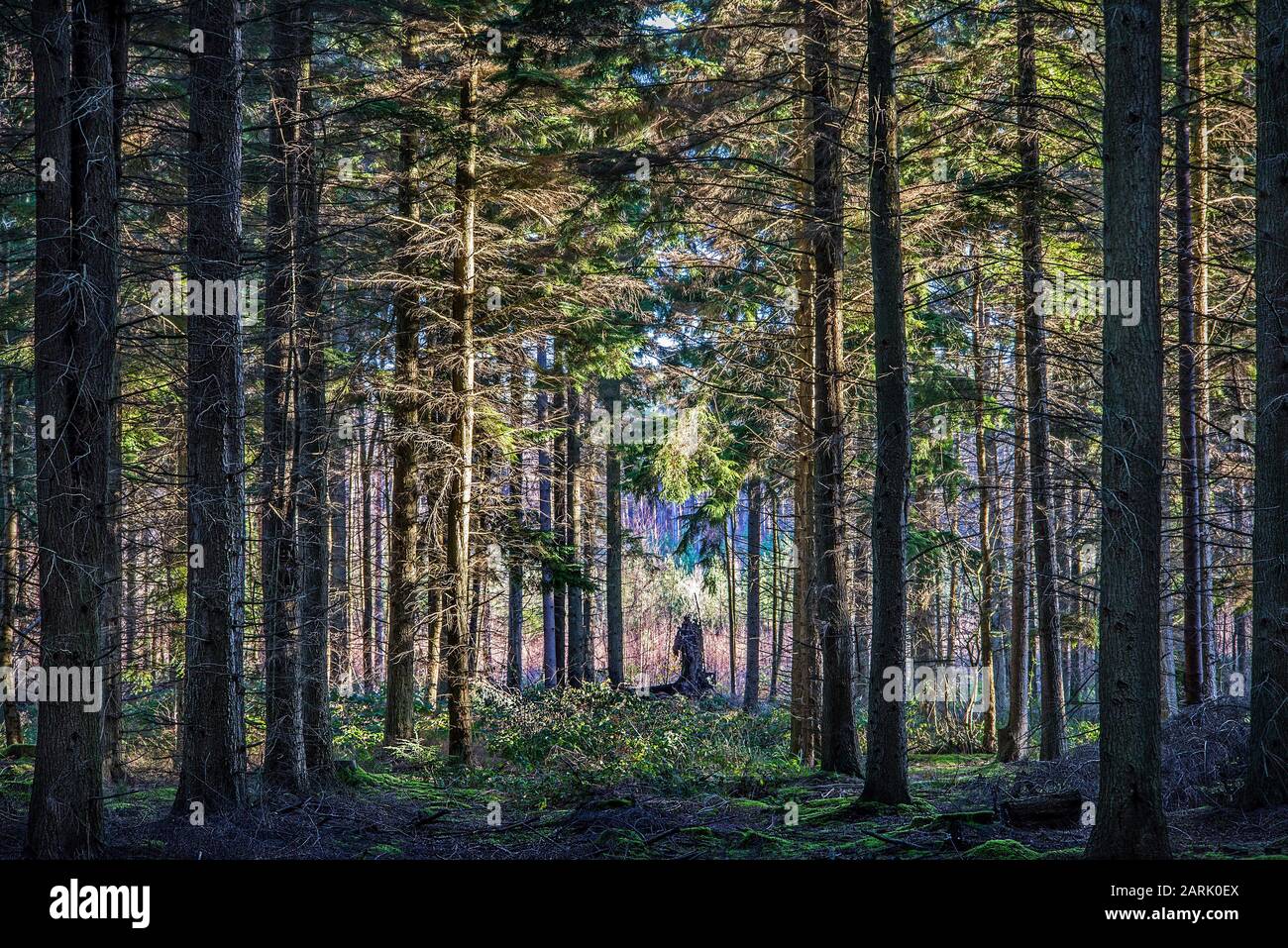 Figure in the forest, Hemsted, Kent, England Stock Photo - Alamy