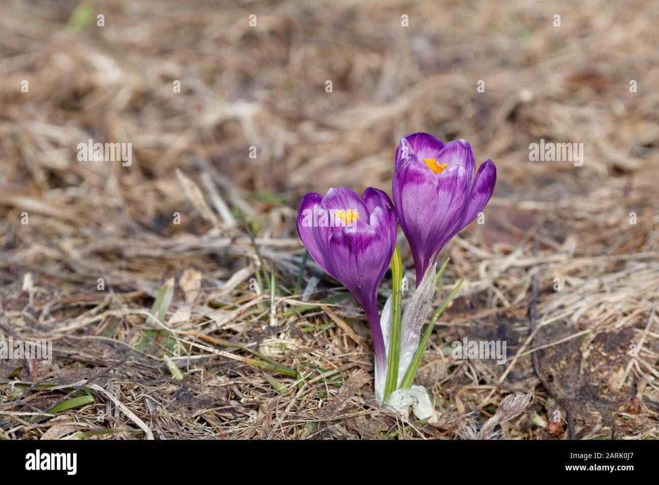 Perennials genus hi-res stock photography and images - Alamy