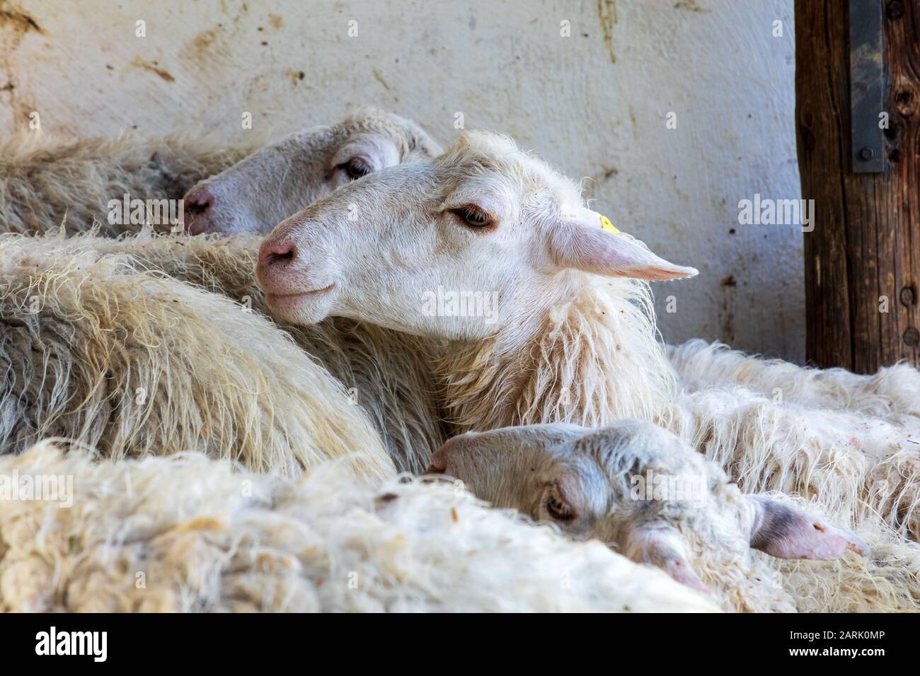 Italy, Sicily, Polina. Sheep in rural Pollina Stock Photo - Alamy