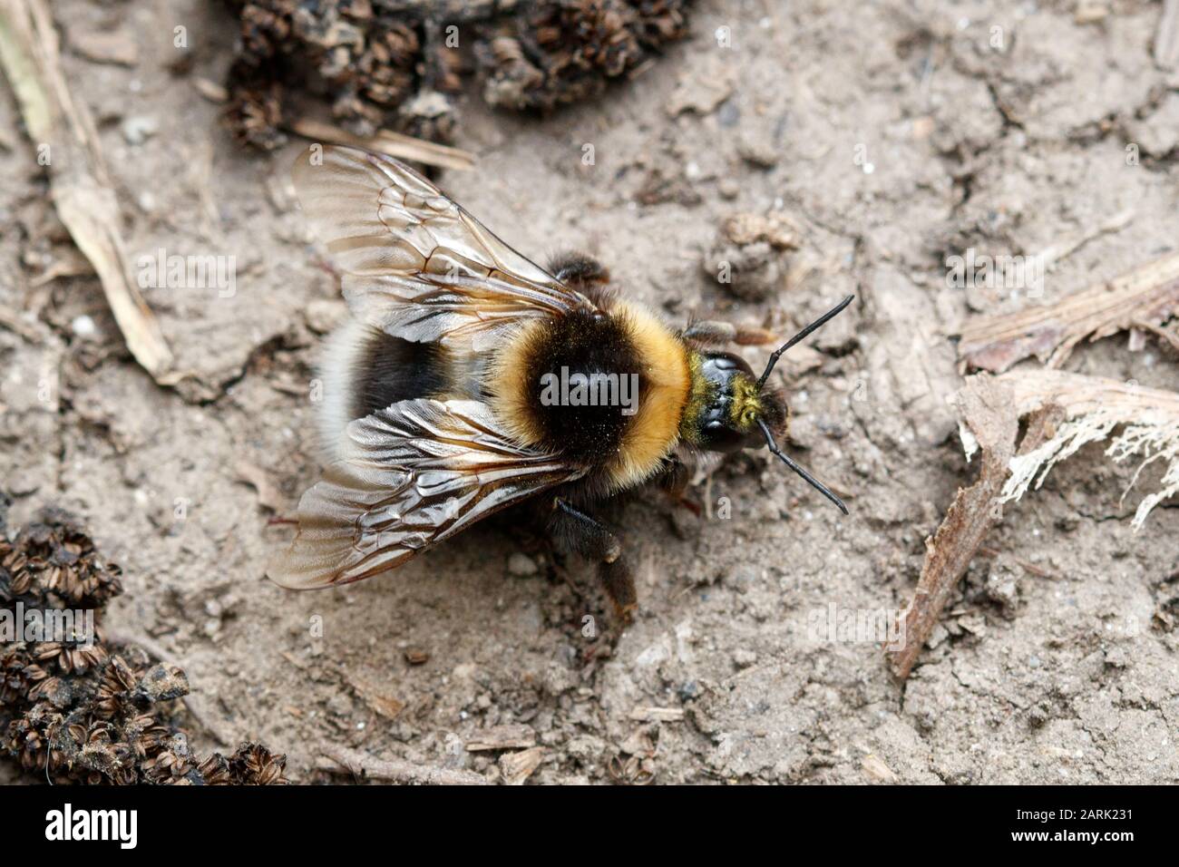 Bombus terrestris Buff-tailed Bumble Bee Stock Photo - Alamy