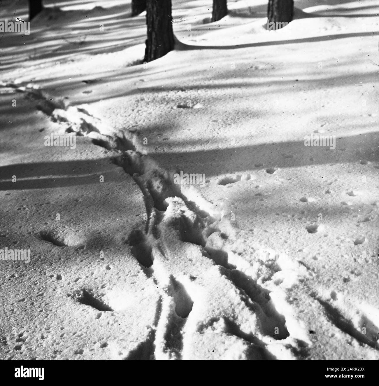 mammals, spores, snow, wild boar Date: undated Keywords: snow, spores ...