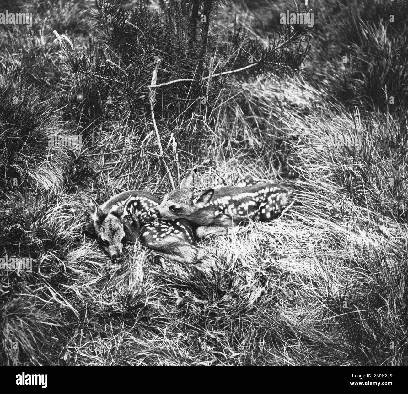 mammals, nests, deer Date: undated Keywords: nests, mammals Personname ...