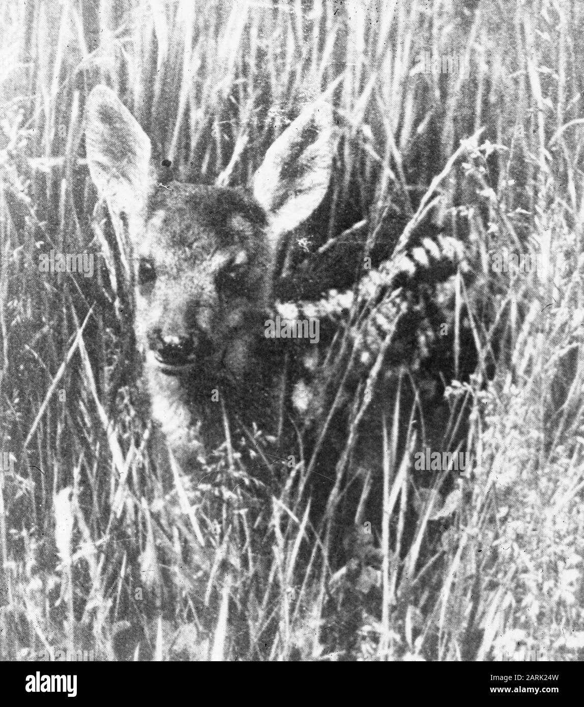 mammals, roe Date: undated Keywords: mammals Personal name: ree Stock ...