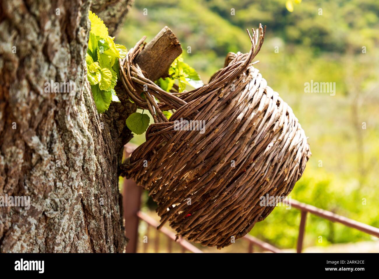 Italy, Sicily, Messina Province, Tripi. Basket hanging on tree limb ...