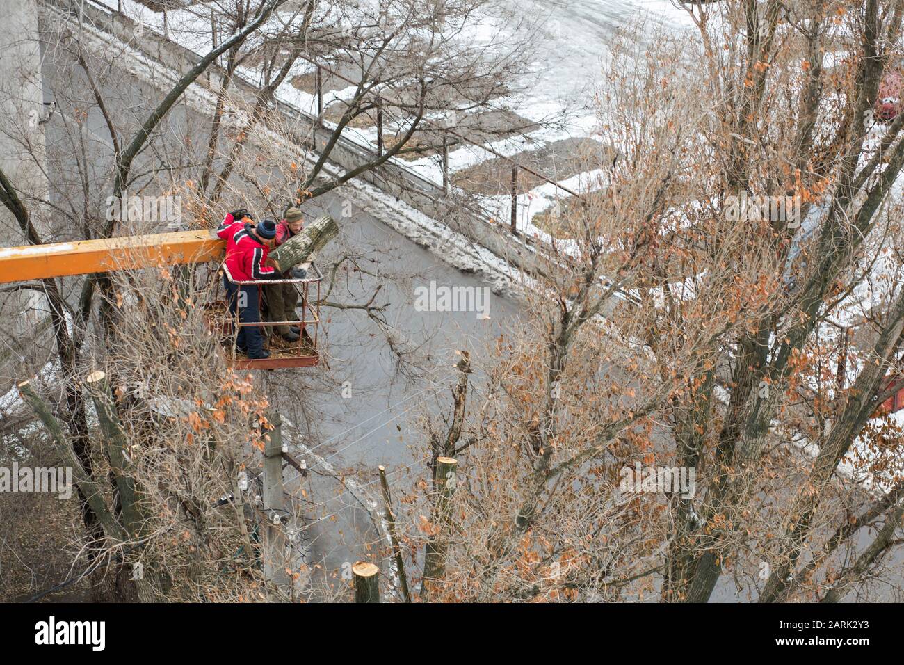 Workers in the municipal utilities cut tree branches. Trimming tree ...