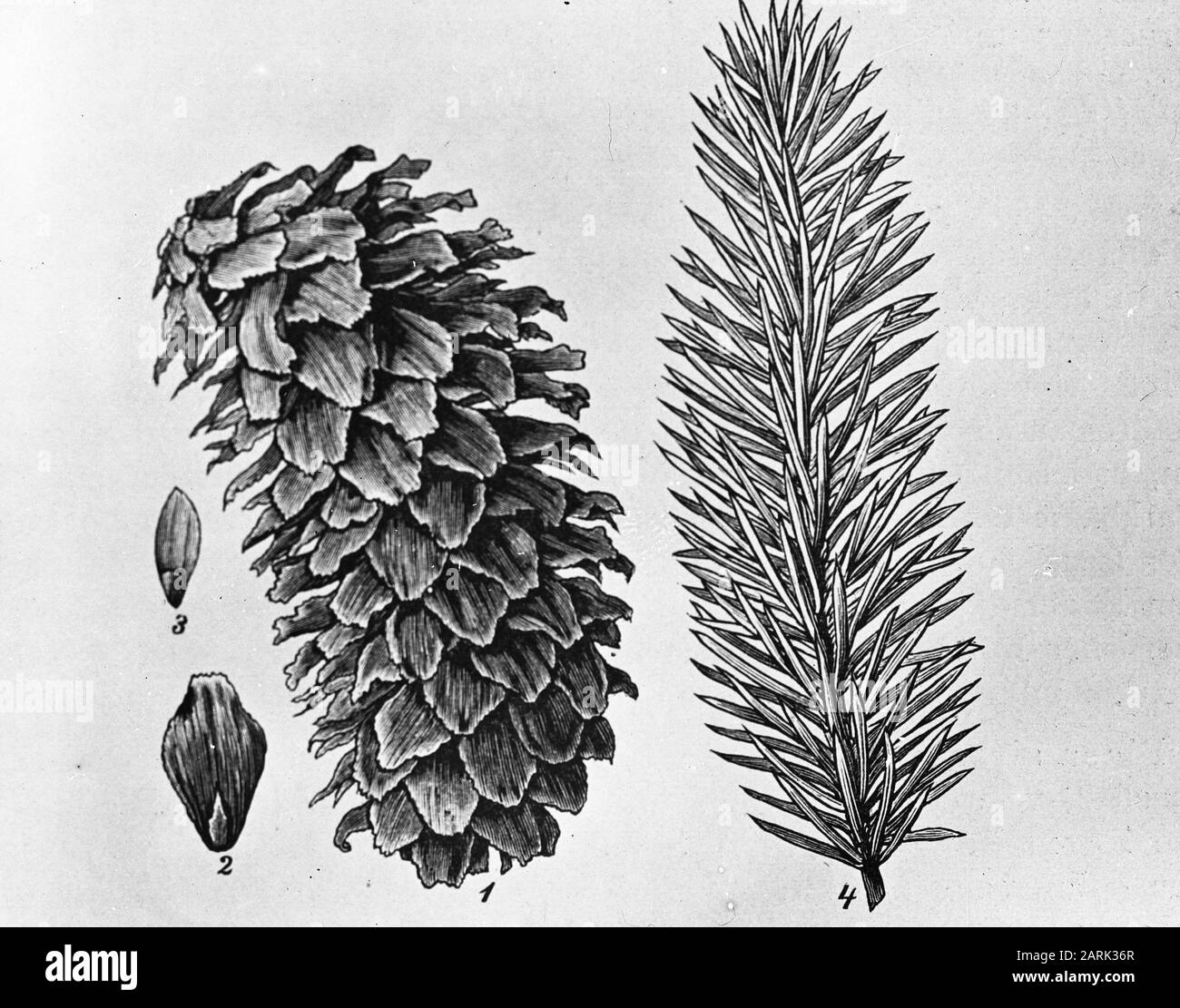 Coniferous woodlands Black and White Stock Photos & Images - Alamy