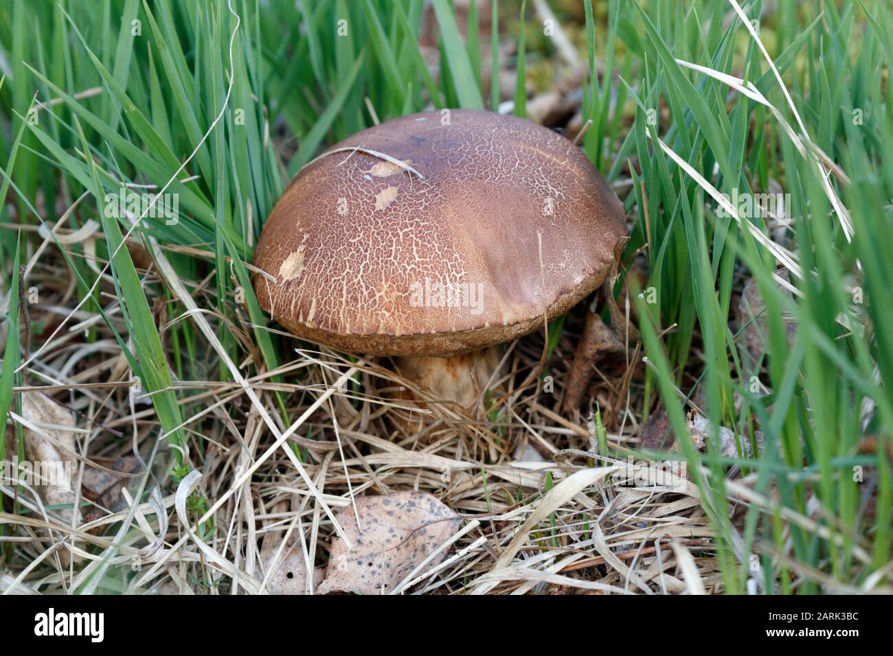 Leccinum scabrum, commonly known as the rough-stemmed bolete, scaber ...