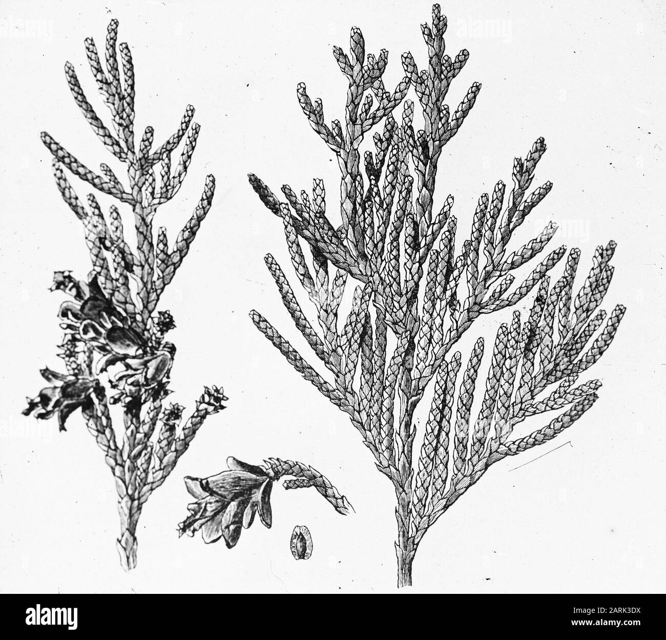 drawing//Date: undated Keywords: trees, forests, botanical, avenues ...