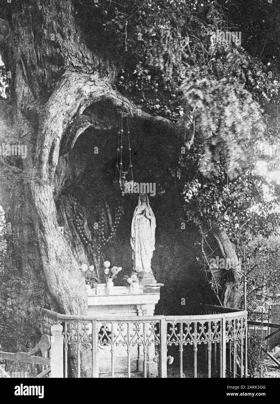 Heavy hollow tree hi-res stock photography and images - Alamy