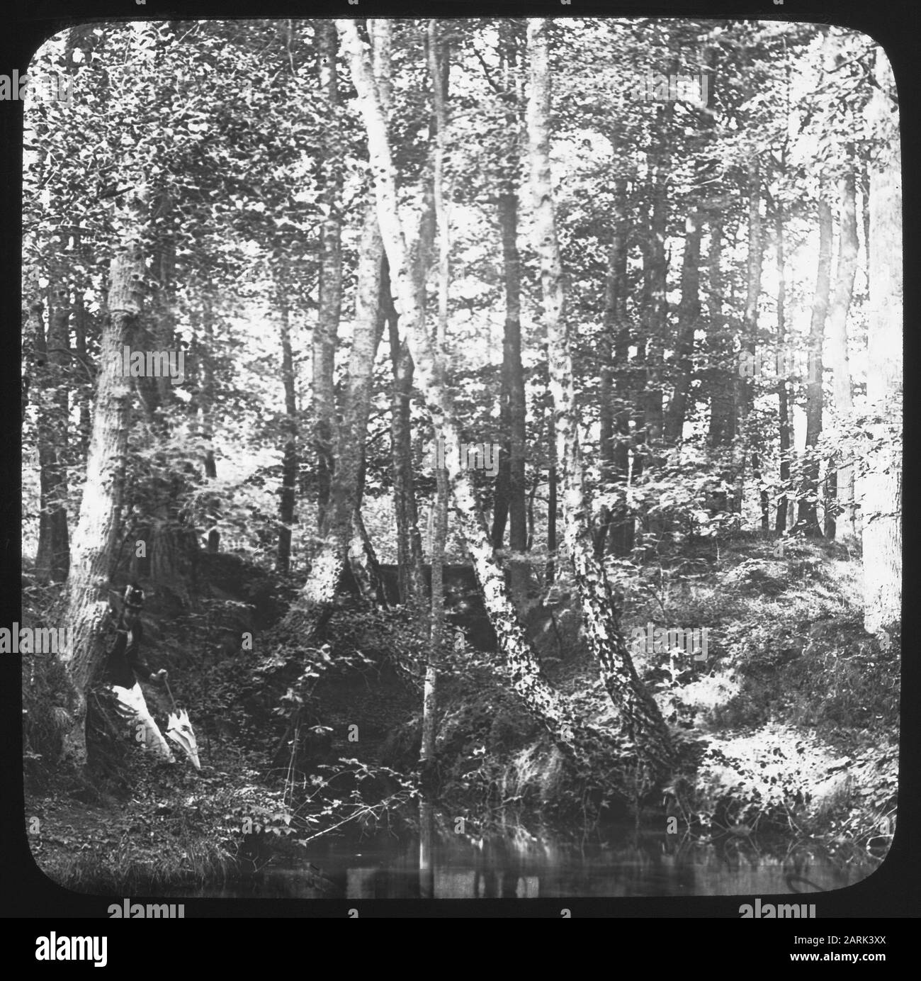 Forest habitat reserve Black and White Stock Photos & Images - Alamy