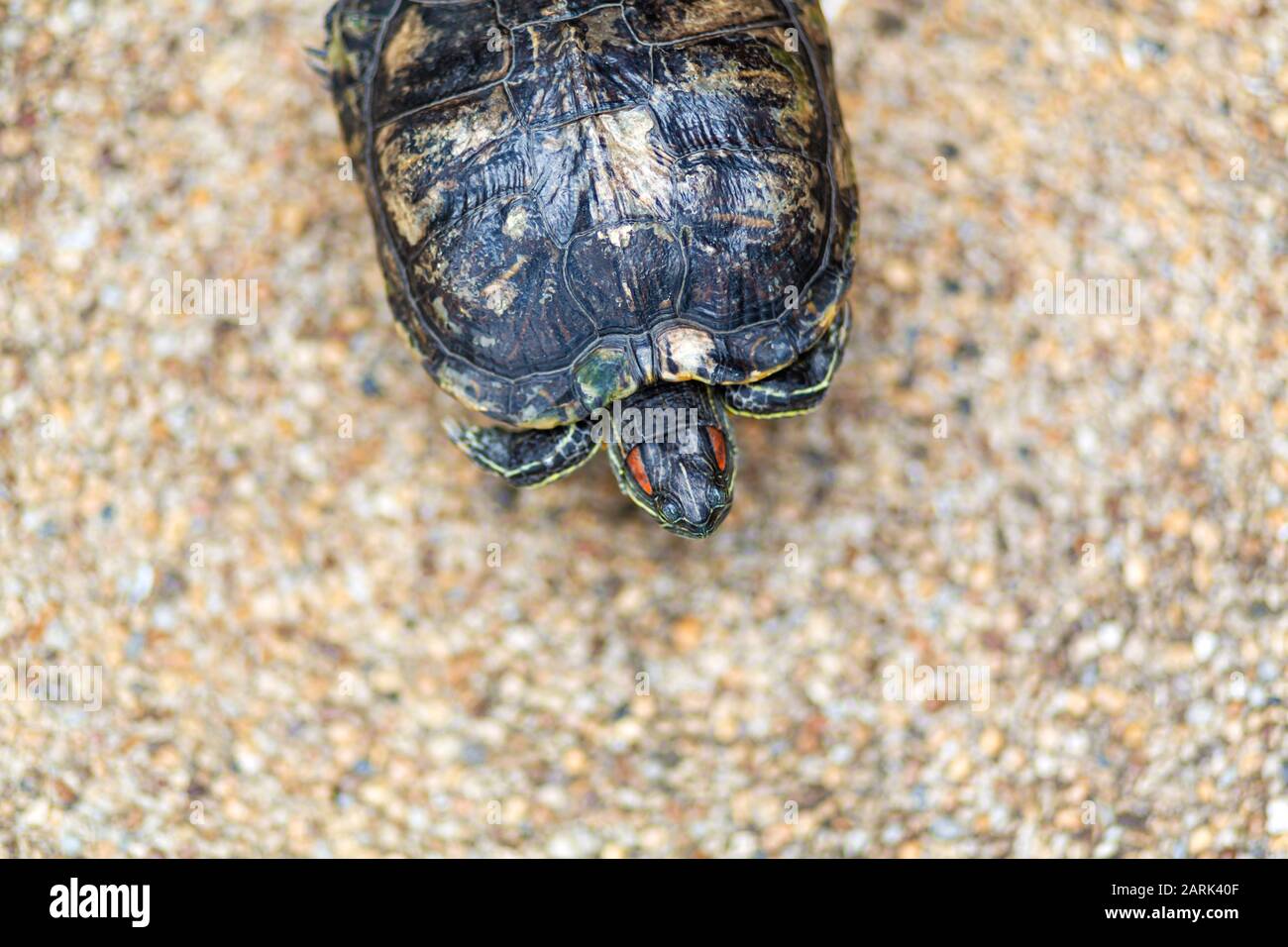 Red Eared Terrapin - Trachemys scripta elegans. Red eared slider turtle ...
