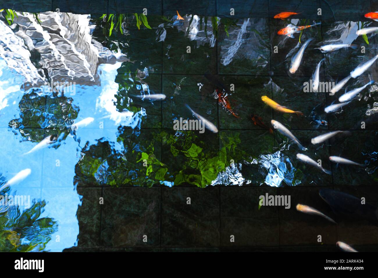 Live fish pond in a condo yard in Malaysia Stock Photo - Alamy