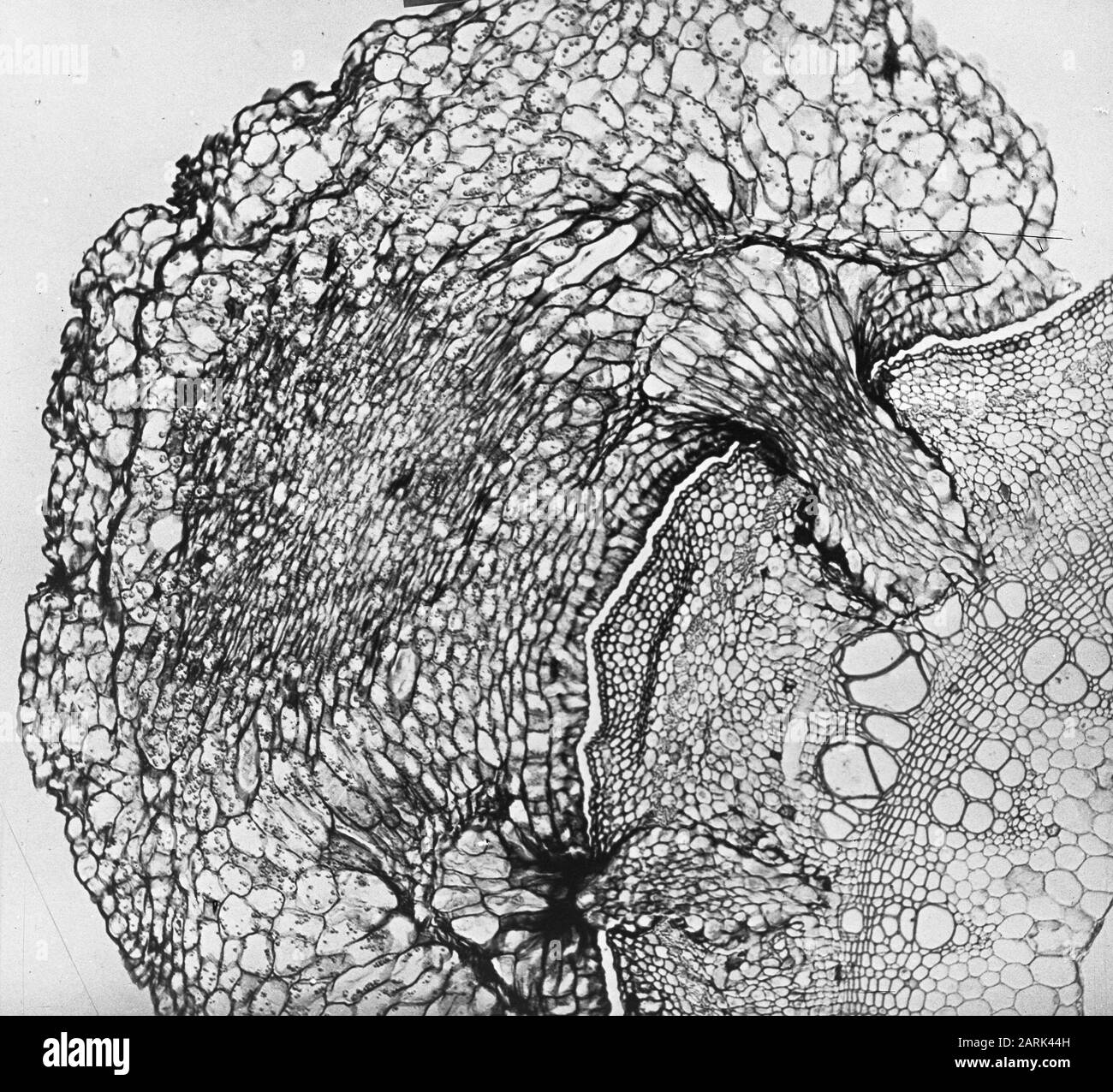 Cuscuta Luzernemaschine