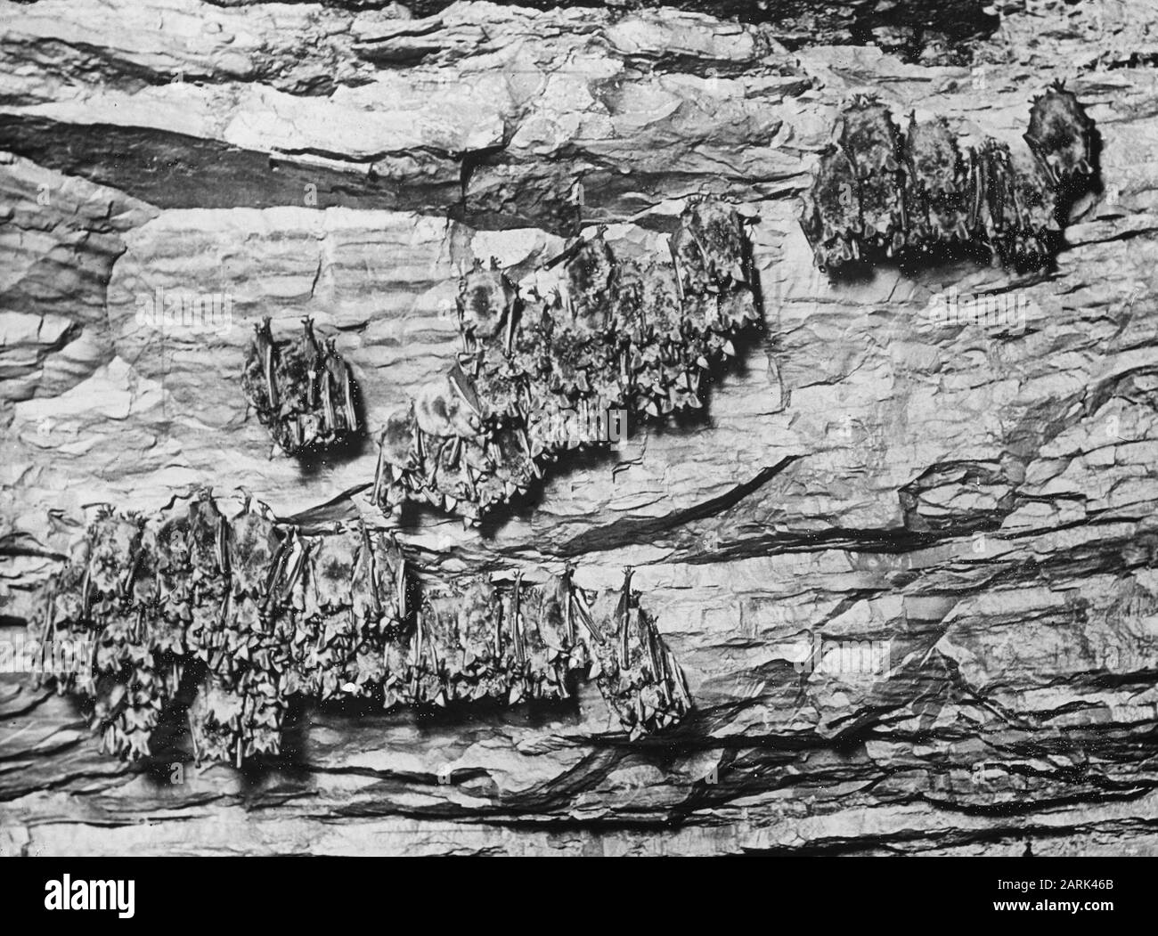 Bats habitat Black and White Stock Photos & Images - Alamy