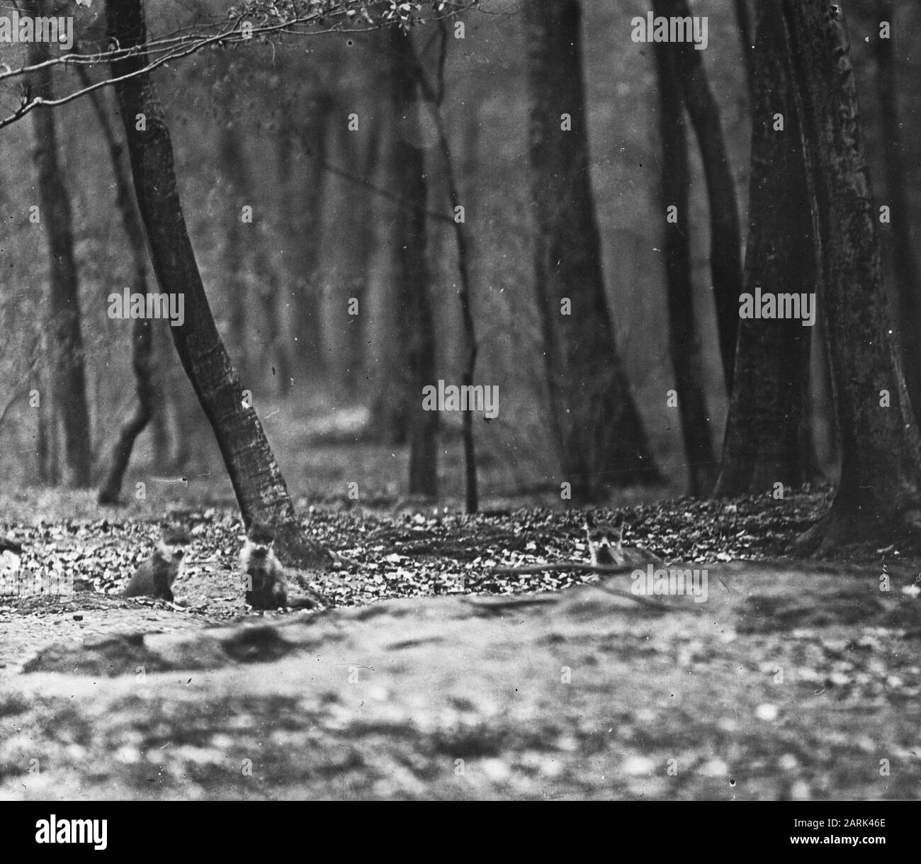 mammals, fox Date: undated Keywords: mammals Personal name: fox Stock ...