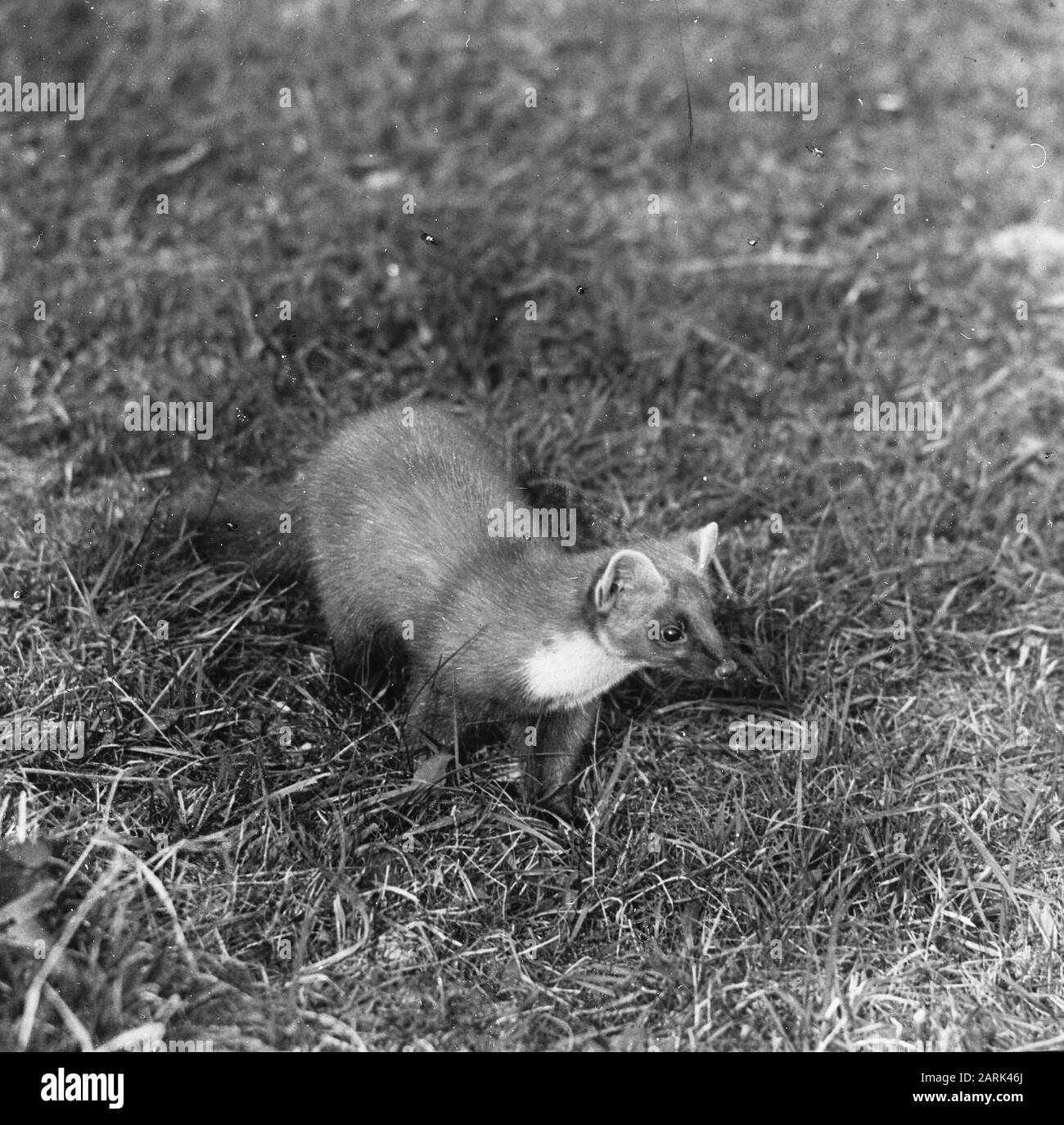 mammals, tree marten Date: undated Keywords: mammals Personal name ...