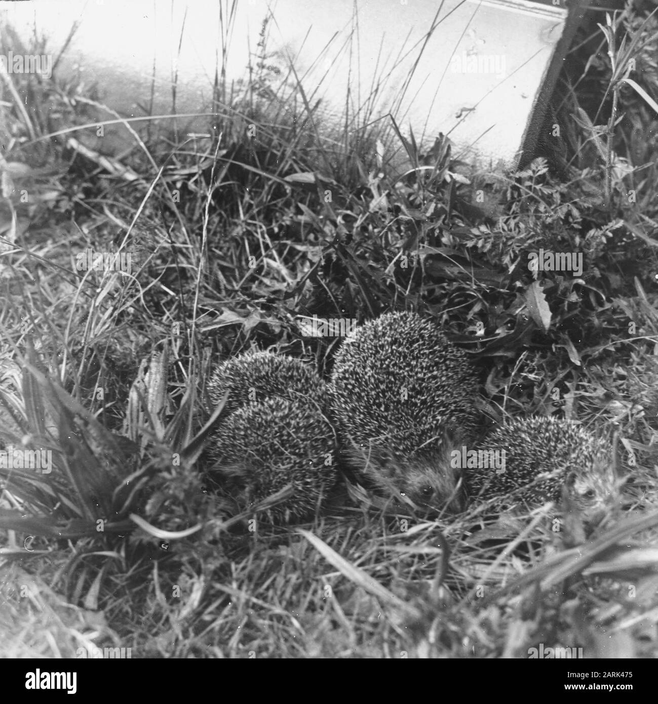 mammals, hedgehog Date: undated Keywords: mammals Personal name ...