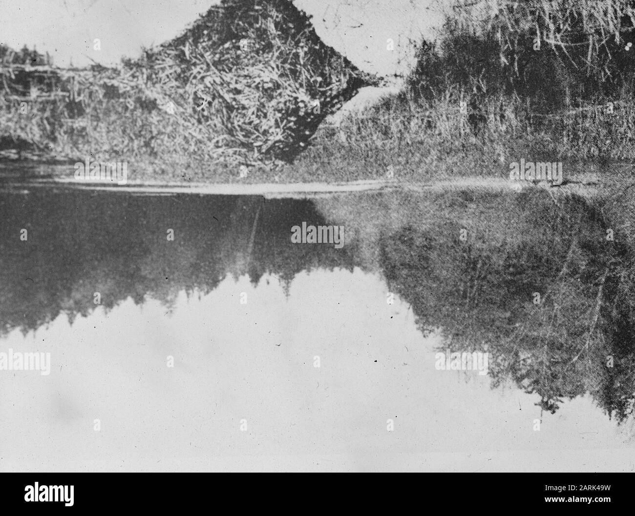 Muskrat Black and White Stock Photos & Images - Alamy