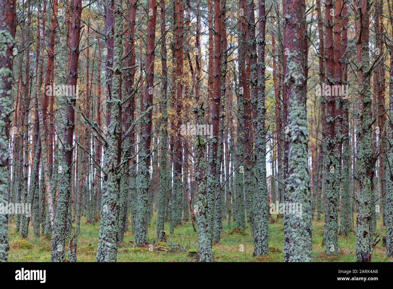 Forest close-up showing pine trees standing close to each other Stock ...